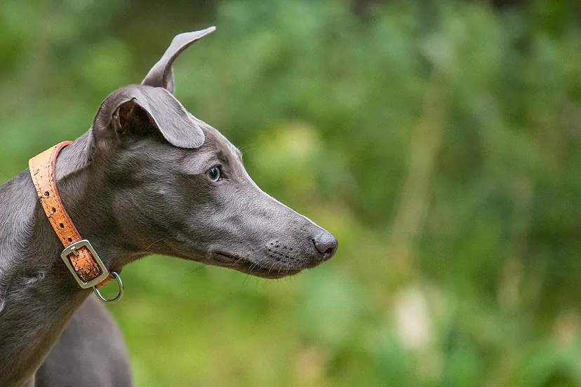 Razas De Perros Feos El Perro Más Feo Del Mundo Es Mezcla De