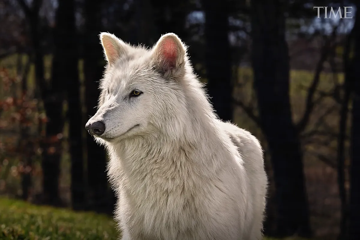 Colossal Biosciences anuncia la 'desextinción' del lobo gigante ...